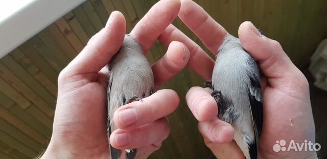 Голубой сибирский снегирь