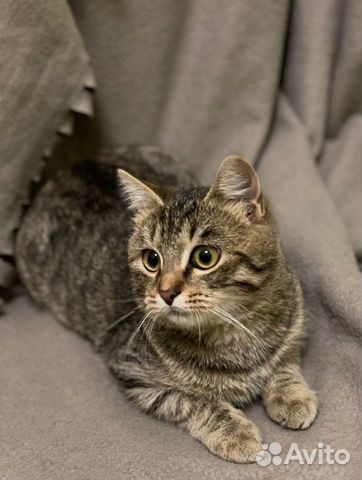 Котик Бильбо 4,5 месяца ищет любящий дом