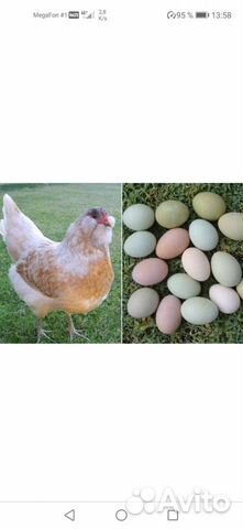 Молодые семьи амераукан