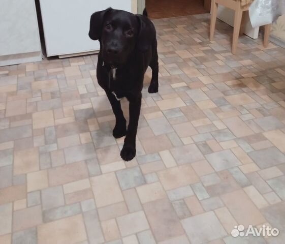 Щенки лабрадора