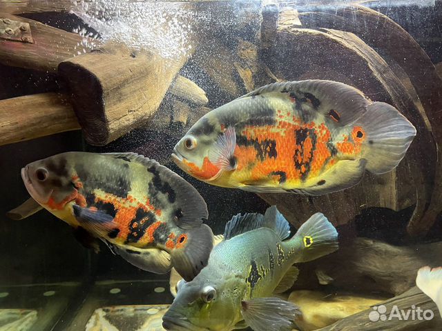 Астронотусы 2 пары