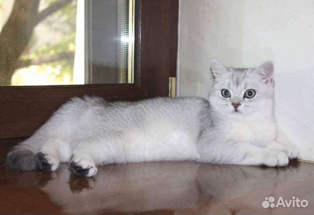 Кошки