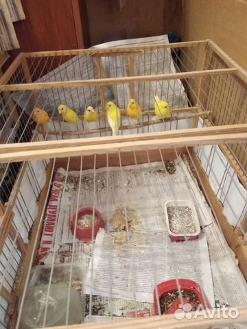 Кенари и Канарейки