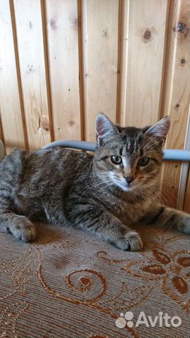 Котик Бусик