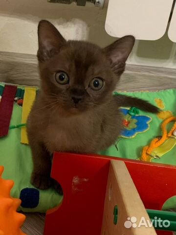 Бурманская кошечка 2 месяца