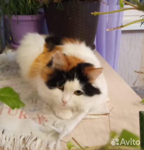 Кошка бесплатно