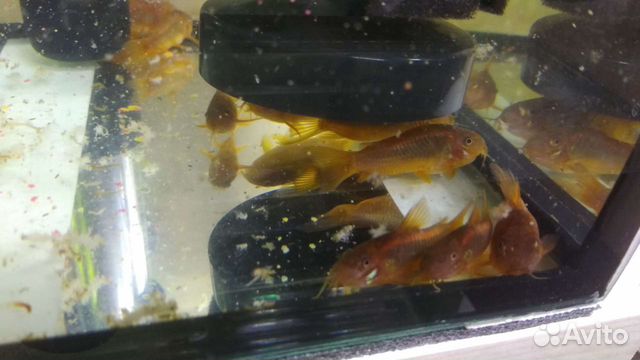 Коридорас Голд Страйп Неон