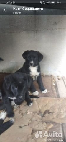 Ищет дом щенок девочка