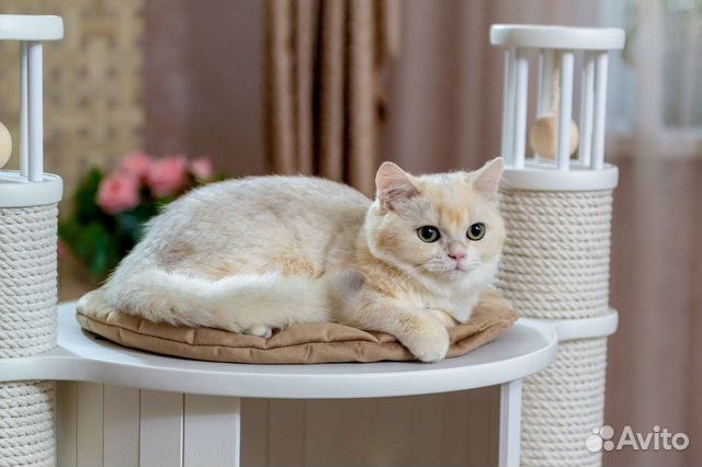 Кошки