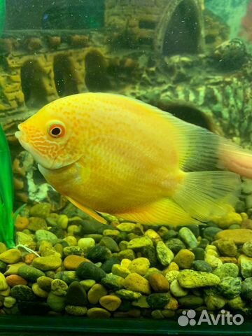 Северум самец обмен