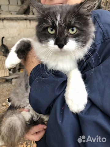 Шикарный кот