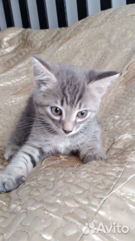 Котенок мальчик