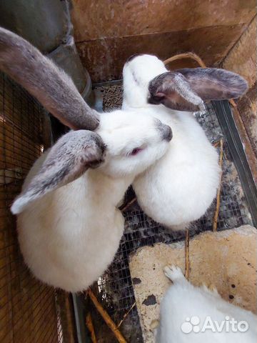 Кролики мясных пород