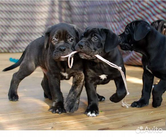 Щенки кане Корсо