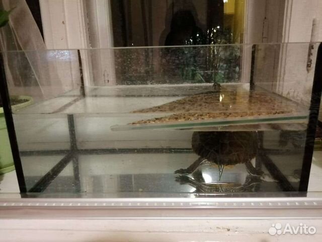 Аувариум с красноухой черепахой