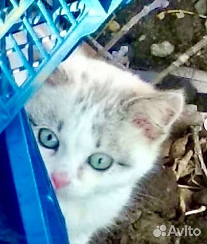 Котёнок остался один в опасности