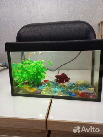 Аквариум 5л с рыбками