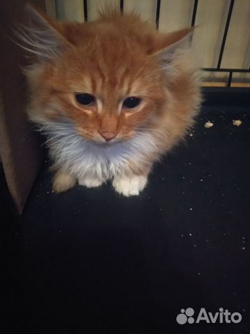 Отдам в добрые руки