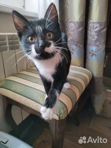 Котёнок Варя 3,5 месяцев ищет семью