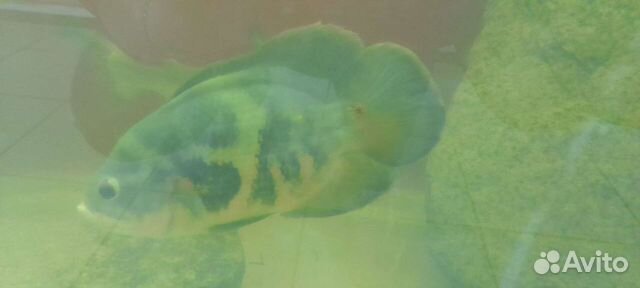 Большие рыбы