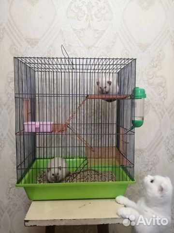 Крысы дамбо С клеткой