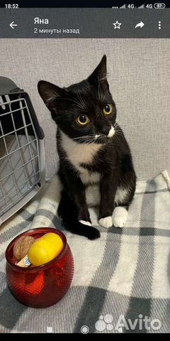 Маргаритка