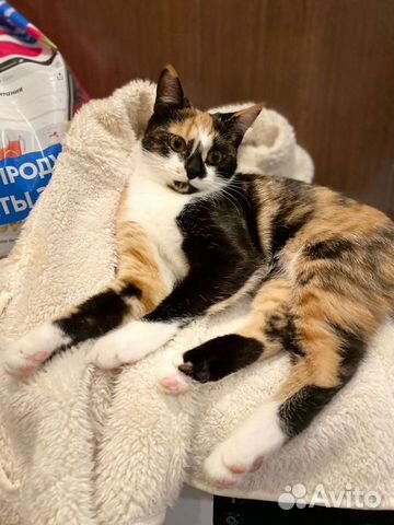 Трёхцветная киска