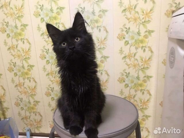 Красавица Сима