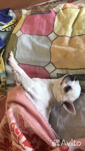 Вязка кобель чихуахуа