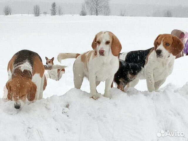 Биглюши с документами РКФ