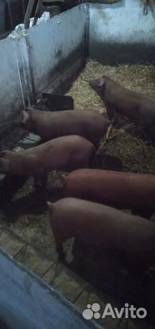 Поросята породы дюрок