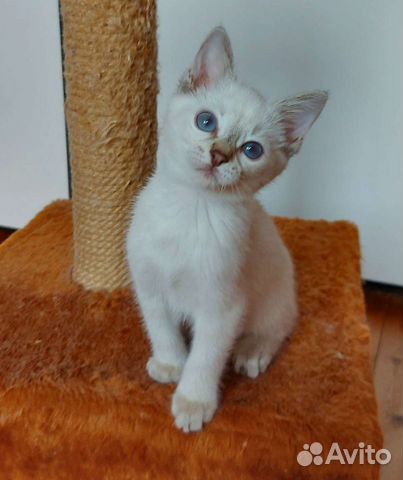 Тайский котик
