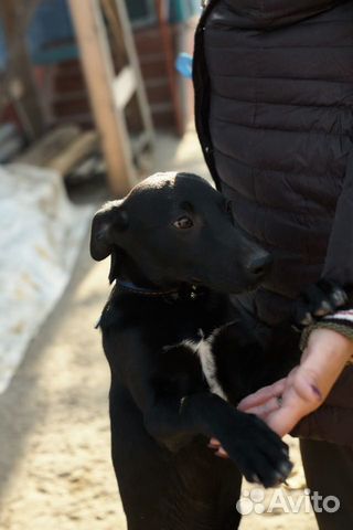 Щенок в добрые руки