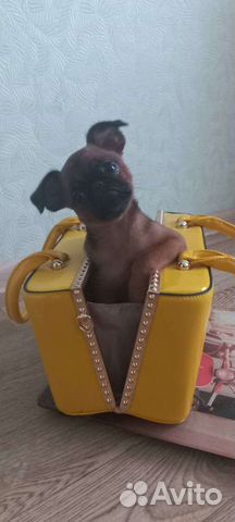 Щенок Пти брабансон