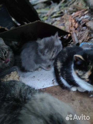 Котята живут на даче, ручные, возраст от 2-3 месяц