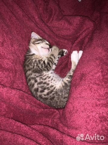Кошка