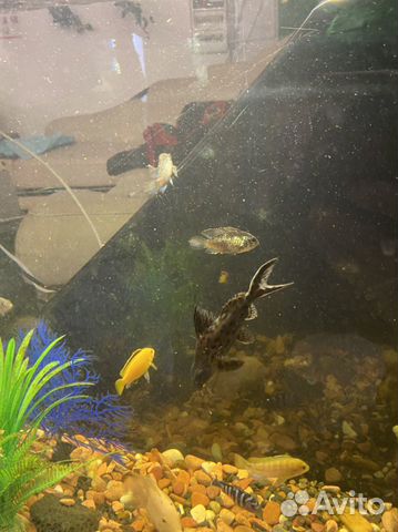 Сомики 2 штук,обмен на декор