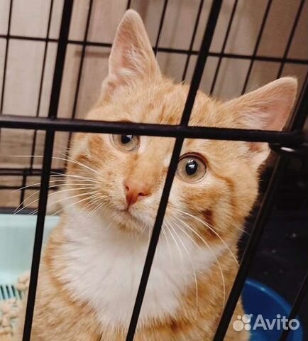 Рыжий мальчик 3,5 м