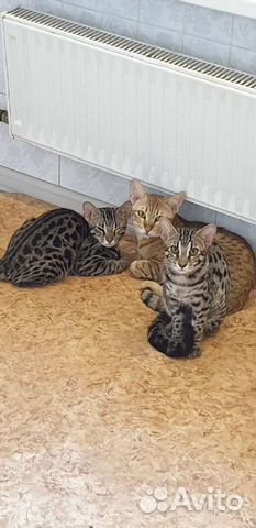 Котята гибриды от алк