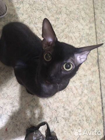 Возьмите сфинкса