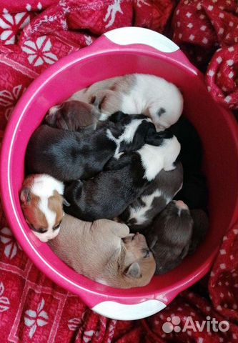 Стаффордята