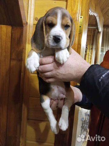 Бигль мальчики с документами