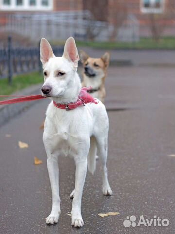 Собака в добрые руки щенок