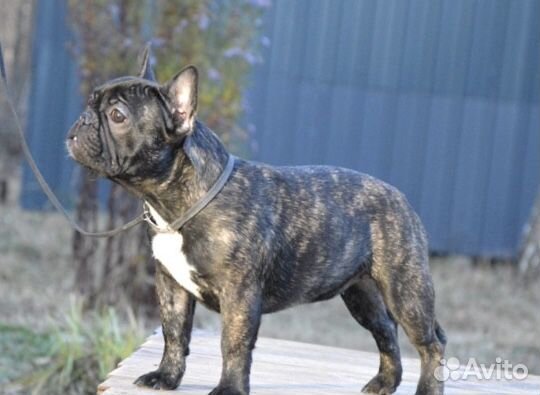 Французский бульдог