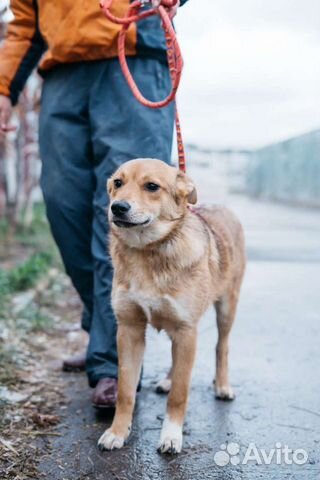 Щенок Синди ищет дом