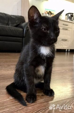 Кошечка 2,5 месяца