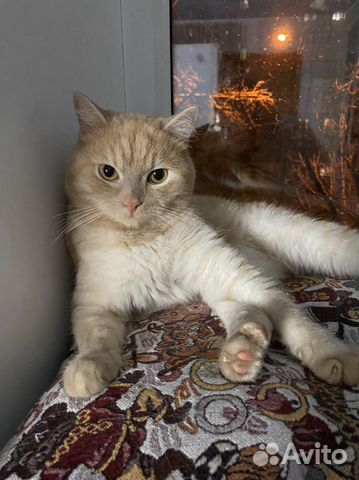 Кот молодой бесплатно