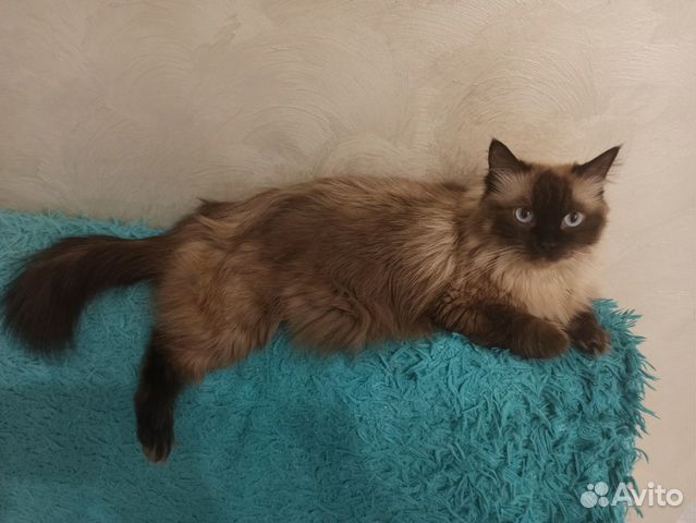 Невская маскарадная, отдам