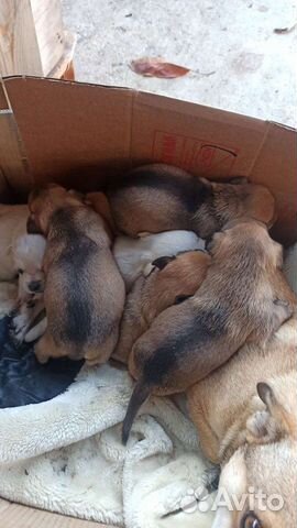 Щенки в добрые руки