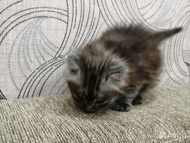 Кошки в добрые руки бесплатно